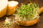 Discover 32 Plants That Start With A - A-Z Animals
