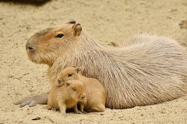 Baby Capybara: 10 Cute Pictures and 10 Amazing Facts - A-Z Animals