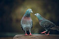 The 26 Most Common Wildlife to See in Urban Areas - A-Z Animals