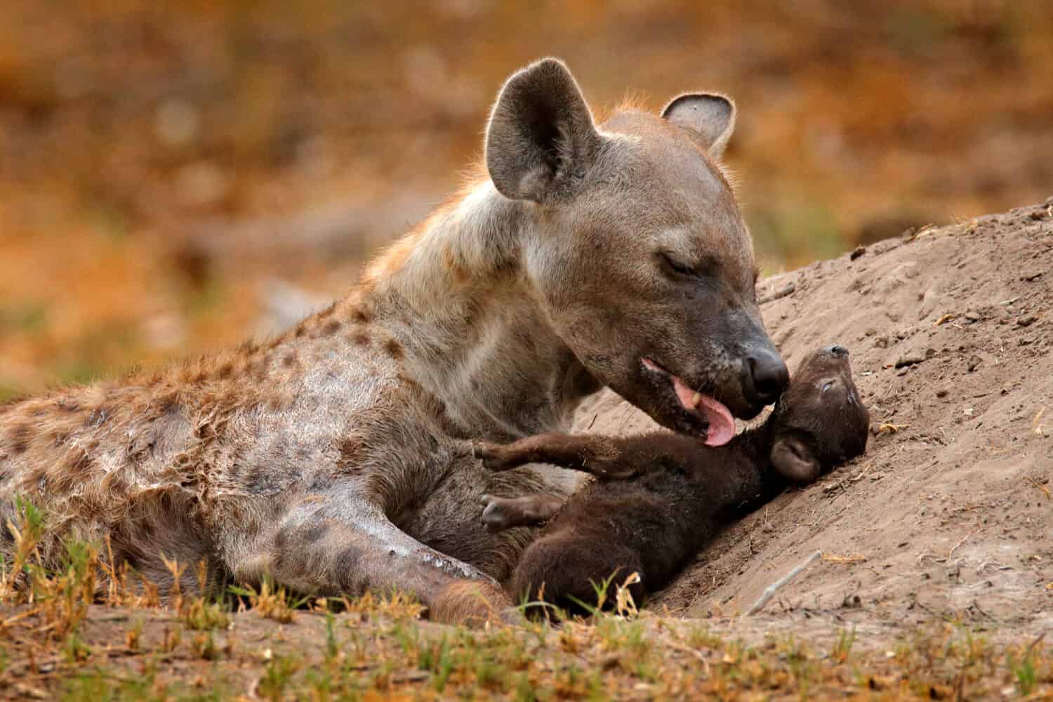 Baby Hyena: 11 Pictures and 10 Amazing Facts - A-Z Animals