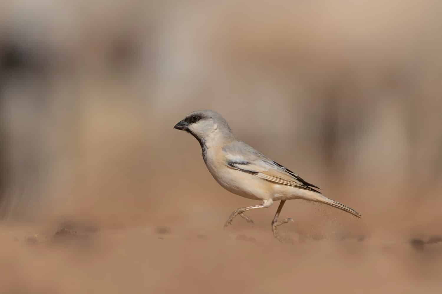 8 Amazing Birds That Call the Sahara Desert Their Home - A-Z Animals