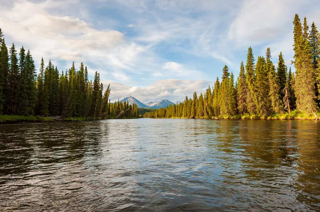 What's in the Stikine River and Is It Safe to Swim In? - A-Z Animals