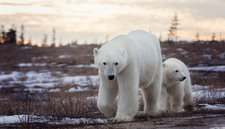 Discover Why 1 Polar Bear Liver Could Kill 52 Grown Men - A-Z Animals