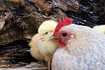 The Most Gentle/Friendly Chicken Breeds - A-Z Animals