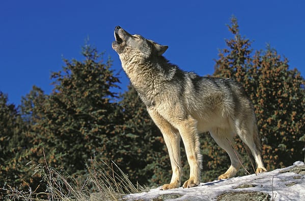 Wolves in Washington State: Where They Live, Risk to Humans, and Diet ...