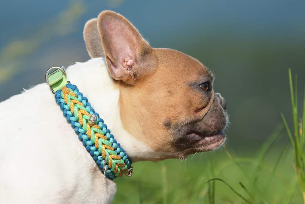French Bulldog Colors: Full List from Most Common to Rarest - A-Z Animals