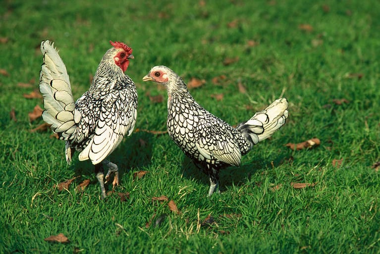 Discover 20 Different Types of Roosters (and What Makes Each Unique ...