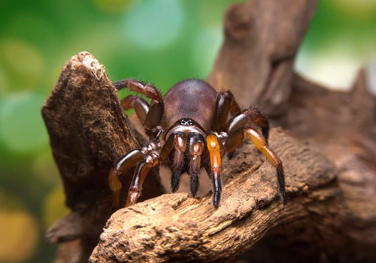 Trapdoor Spiders in Australia: Where They Live and What They Eat - A-Z ...