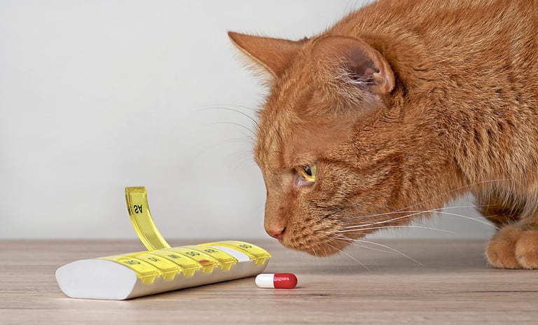 Clindamycin Dosage Chart for Cats: Risks, Side Effects, Dosage, and More