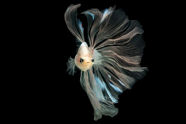 Discover the 20 Rarest and Most Unique Betta Fish Colors - A-Z Animals