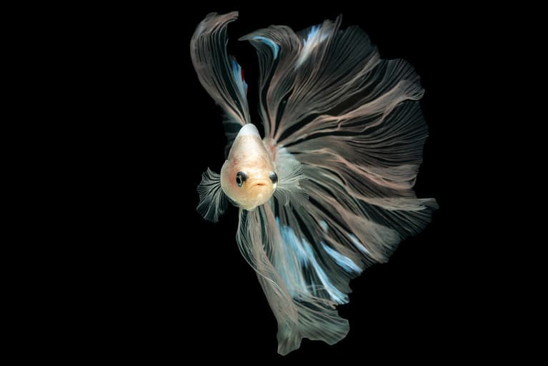Discover the 20 Rarest and Most Unique Betta Fish Colors - A-Z Animals