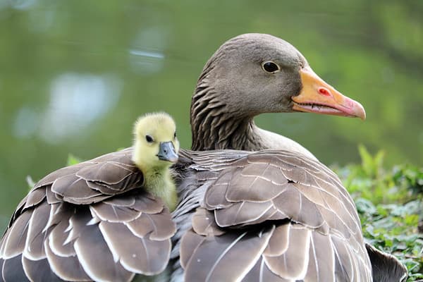 Baby Goose: 11 Pictures and 10 Incredible Gosling Facts - A-Z Animals