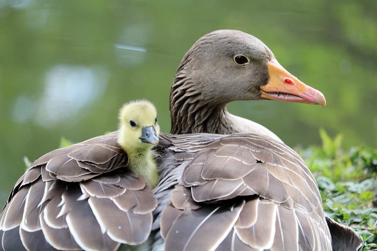 Baby Goose: 11 Pictures and 10 Incredible Gosling Facts - A-Z Animals