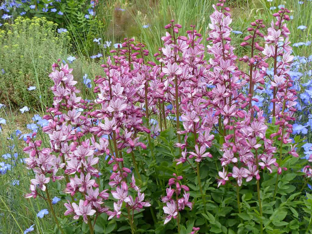The Best Perennial Flowers for Minnesota: 22 Flowers for an Amazing ...