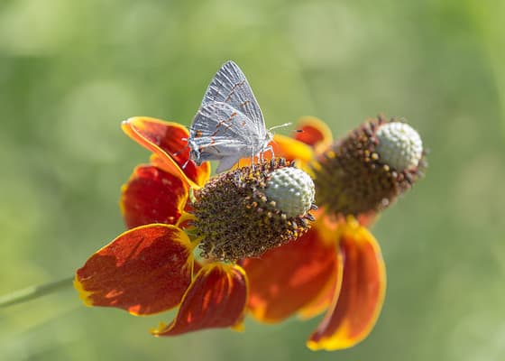 15 Beautiful Flowers That Start with U - A-Z Animals