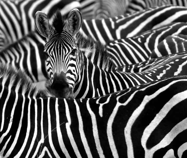 How Animals Get Their Spots - A-Z Animals