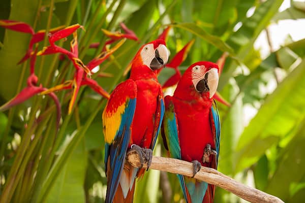 Discover the 10 Largest Parrots on Earth - A-Z Animals
