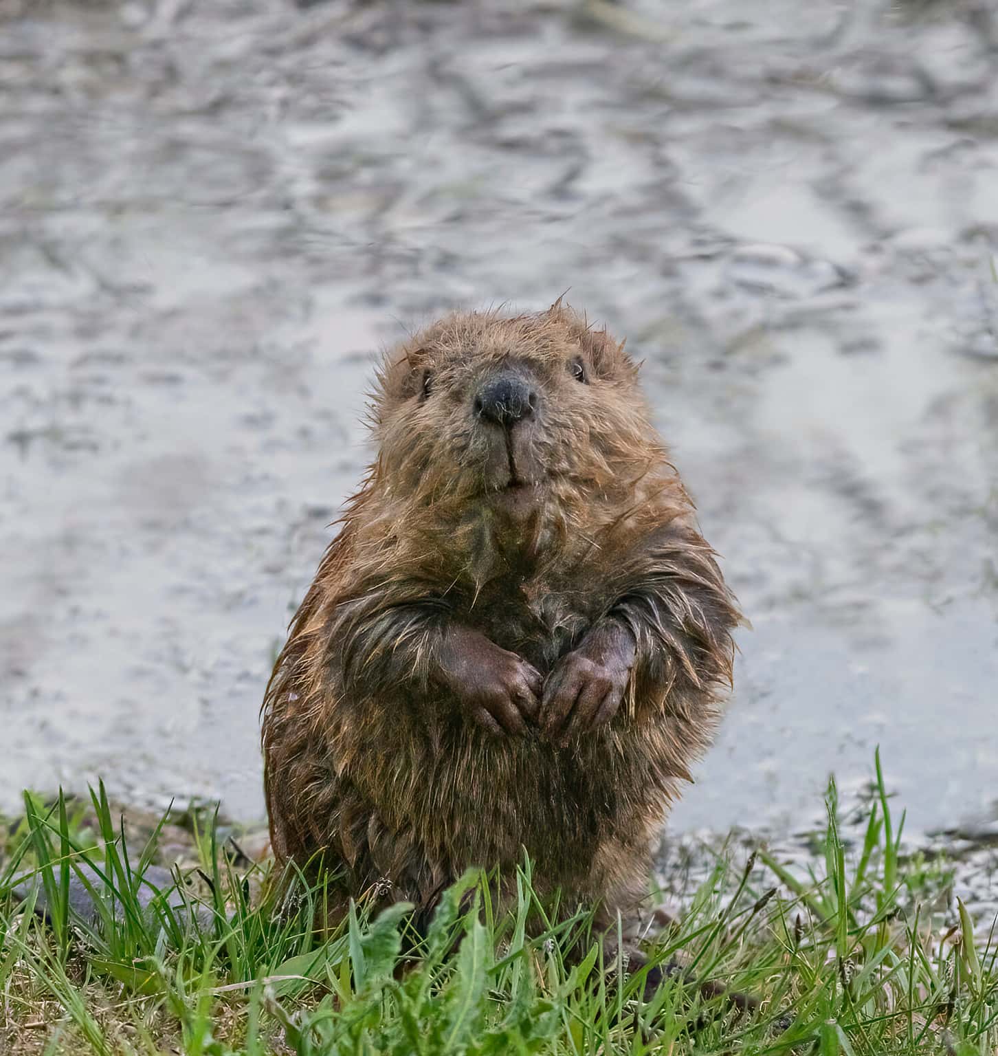 This Ancient Mega-Beaver Was as Big as a Bear - A-Z Animals Slideshows