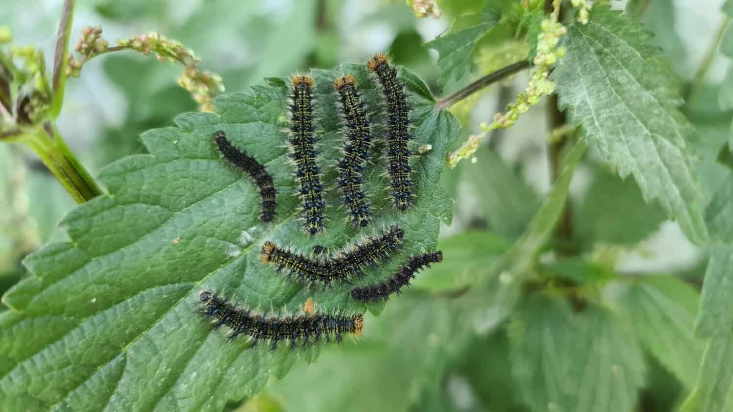 Baby Caterpillars: 6 Pictures and 5 Incredible Facts - A-Z Animals