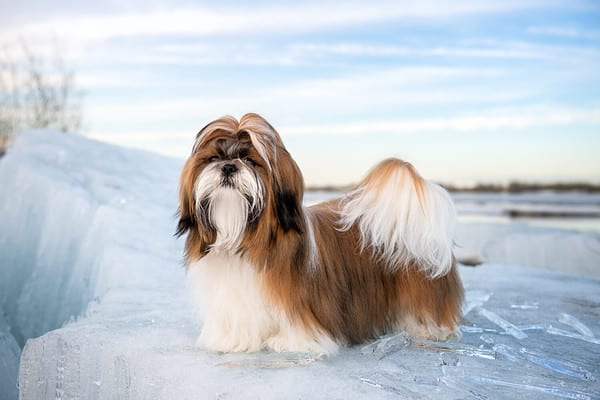 How Smart Are Shih Tzus? Everything We Know About Their Intelligence ...