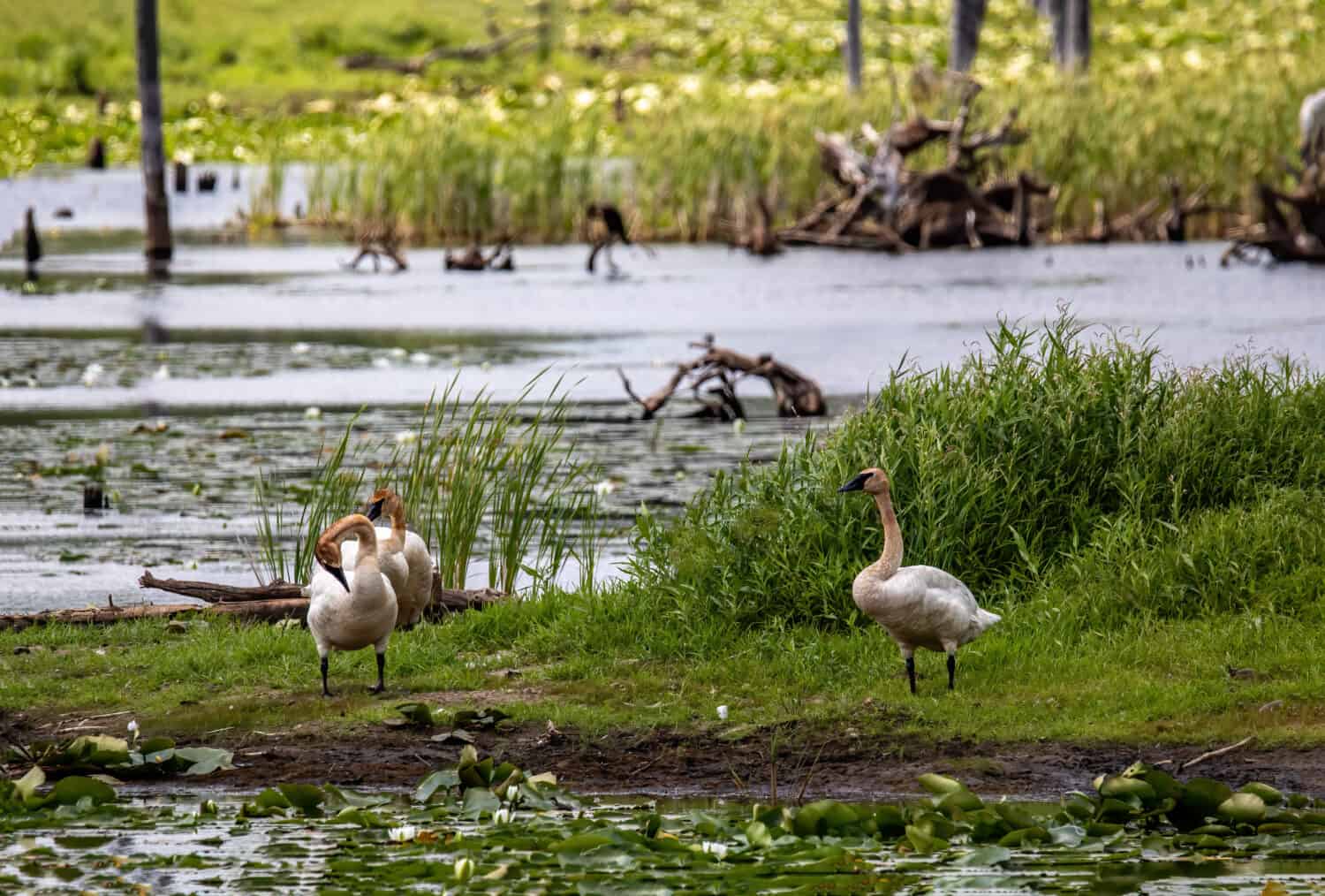 The 11 Best Places and Times to See Bald Eagles in Minnesota - A-Z Animals