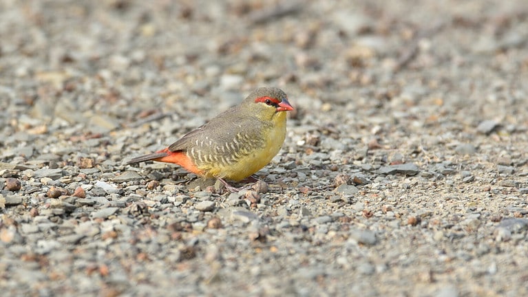 Discover 24 Amazing Birds That Start With Z - A-Z Animals