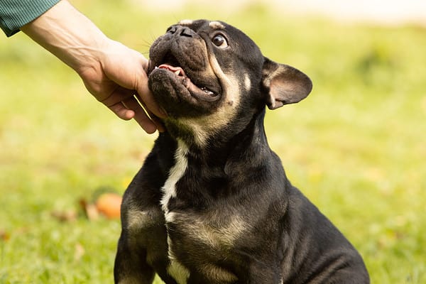 Meet the Top 10 Brachycephalic Dog Breeds and Their Health Challenges ...