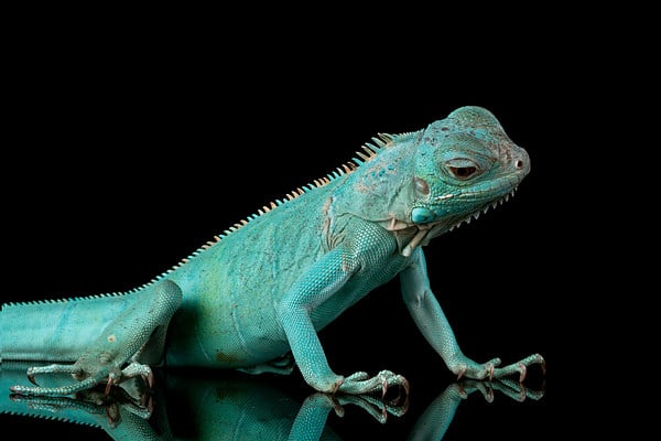 Nature’s Multi-Eyed Marvels: 16 Examples - A-Z Animals