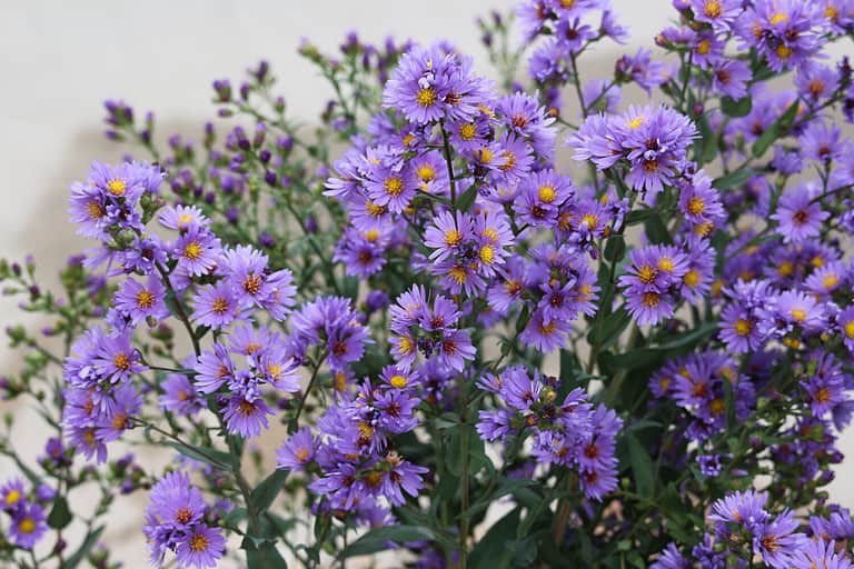 15 Gorgeous Flowers That Symbolize Forgiveness - A-Z Animals