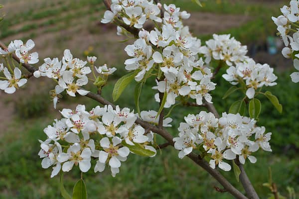 The 14 Most Iconic Trees Native to Vermont - A-Z Animals