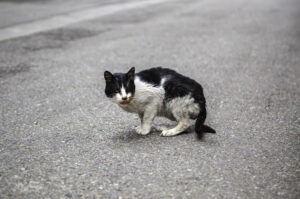 Does My Cat Have Arthritis? 13 Signs and Symptoms - A-Z Animals
