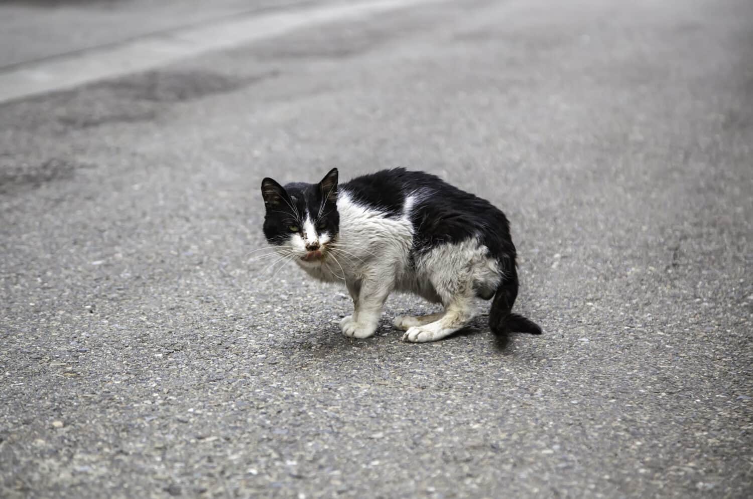 Does My Cat Have Arthritis? 13 Signs and Symptoms - A-Z Animals