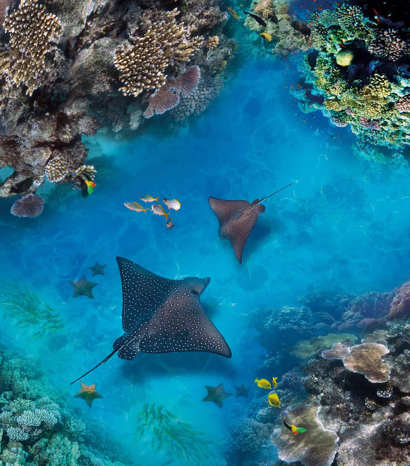 How Do Stingrays Give Birth? - A-Z Animals