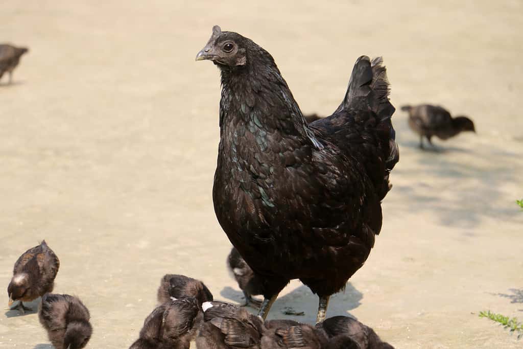 21 Beautiful Black Chicken Breeds - A-Z Animals