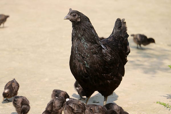 21 Beautiful Black Chicken Breeds - A-Z Animals