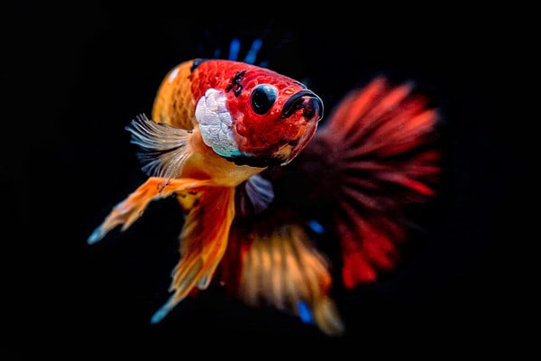 Discover the 20 Rarest and Most Unique Betta Fish Colors - A-Z Animals