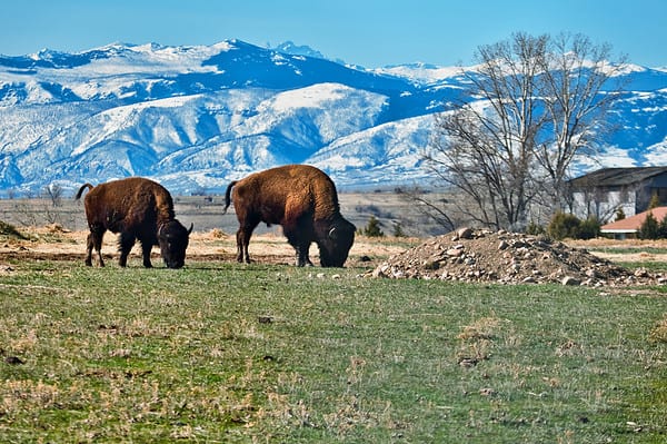 Male vs. Female Bison: 5 Key Differences - A-Z Animals