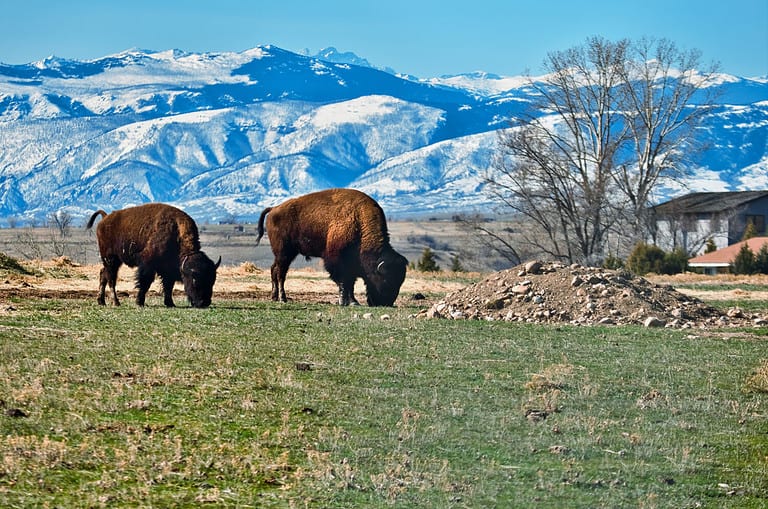 Male vs. Female Bison: 5 Key Differences - A-Z Animals