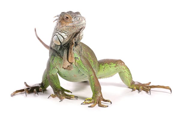 The 9 Best Reptile Pets for Kids (Safe and Low Maintenance!) - A-Z Animals