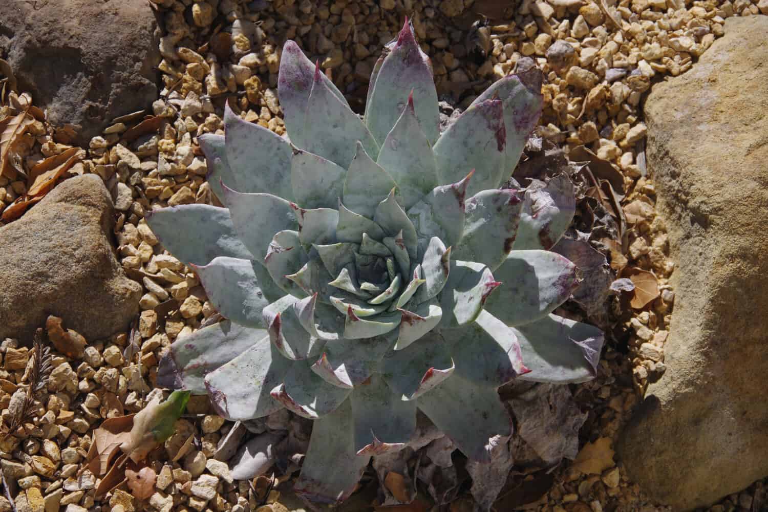 Dudleya Succulent 101 - A-Z Animals