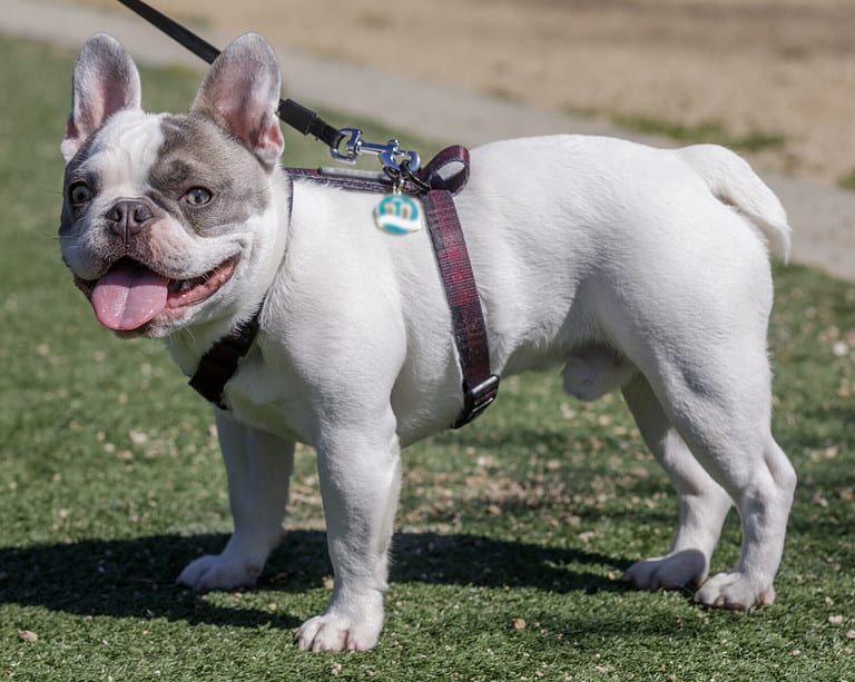 French Bulldog Colors: Full List from Most Common to Rarest - A-Z Animals
