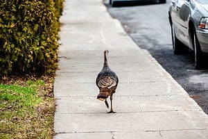 How Fast Are Turkeys? See How Fast They Can Run and Fly - A-Z Animals