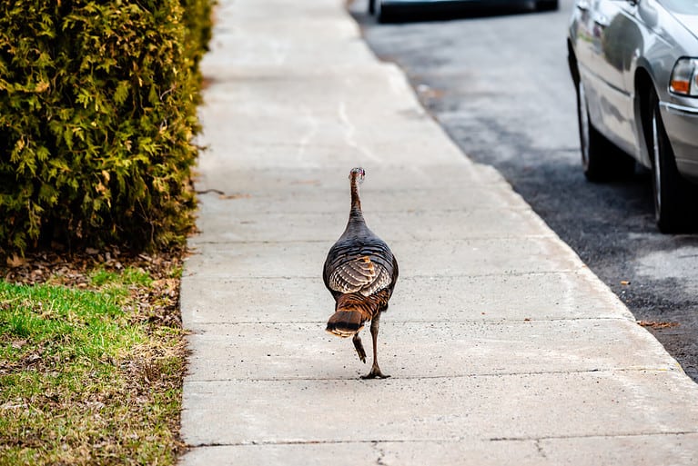 How Fast Are Turkeys? See How Fast They Can Run and Fly - A-Z Animals