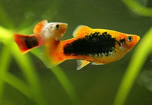 The 15 Best Tank Mates to Pair With Red Tail Sharks - A-Z Animals
