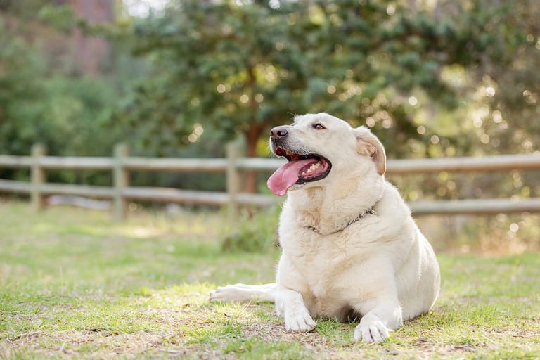 11 Reasons Labrador Retrievers Are the Perfect Family Dog - A-Z Animals