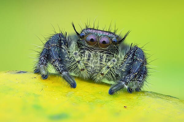 Amazing Facts About Jumping Spiders, Nature's Cute and Colorful ...