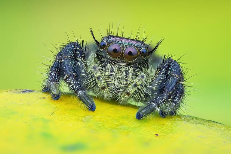 What You Need to Know About Spider Season - A-Z Animals