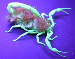32 Spiders That Look Like Scorpions But Are Nothing Like Them - A-Z Animals