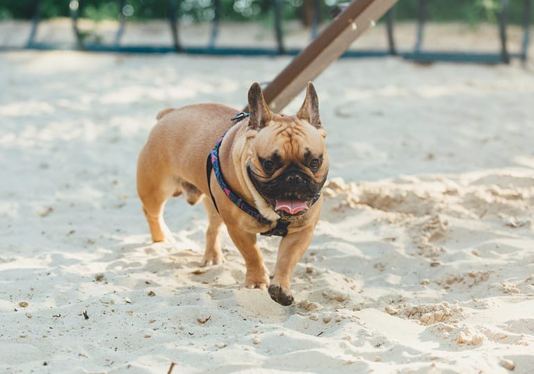 French Bulldog Colors: Full List from Most Common to Rarest - A-Z Animals
