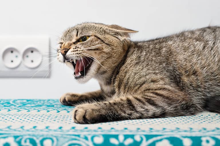 Rabies in Cats: 9 Signs to Look For and Next Steps to Take - A-Z Animals